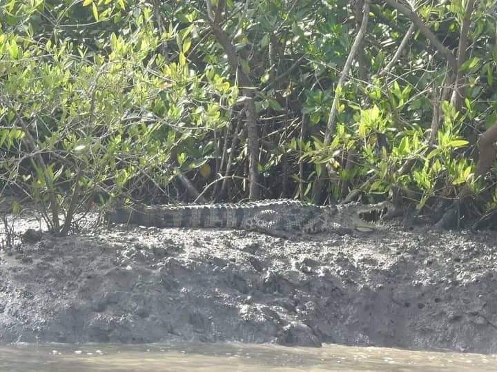 Responsável do Parque de Rio Cacheu: “TRANSFORMAÇÃO DE CAMPOS AGRÍCOLAS ...